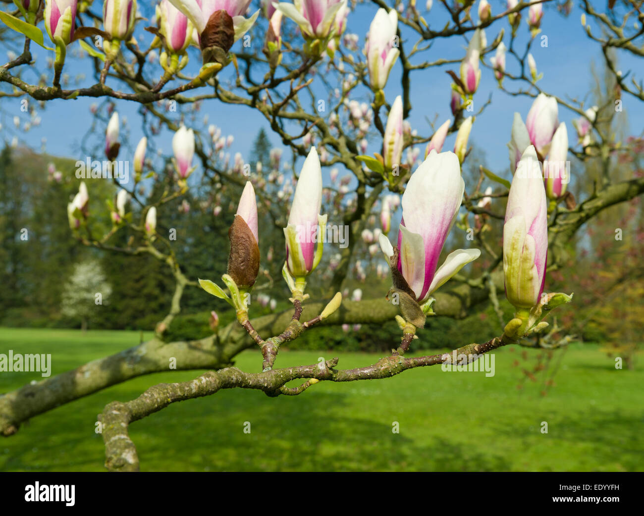 Magnolia tree full bloom hi-res stock photography and images - Alamy