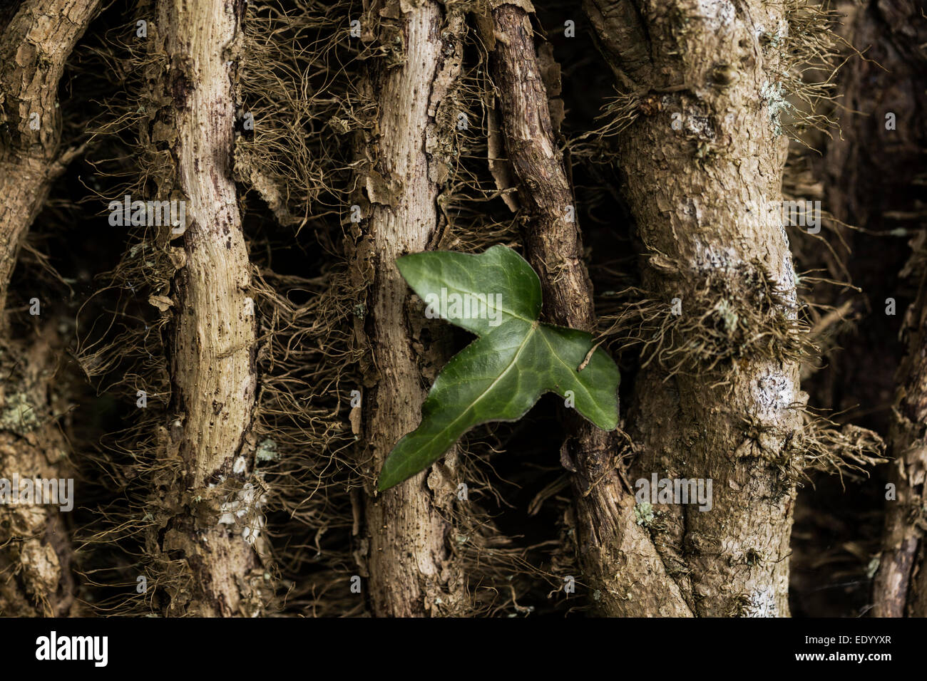 Tree with common ivy hedera helix hi-res stock photography and images ...