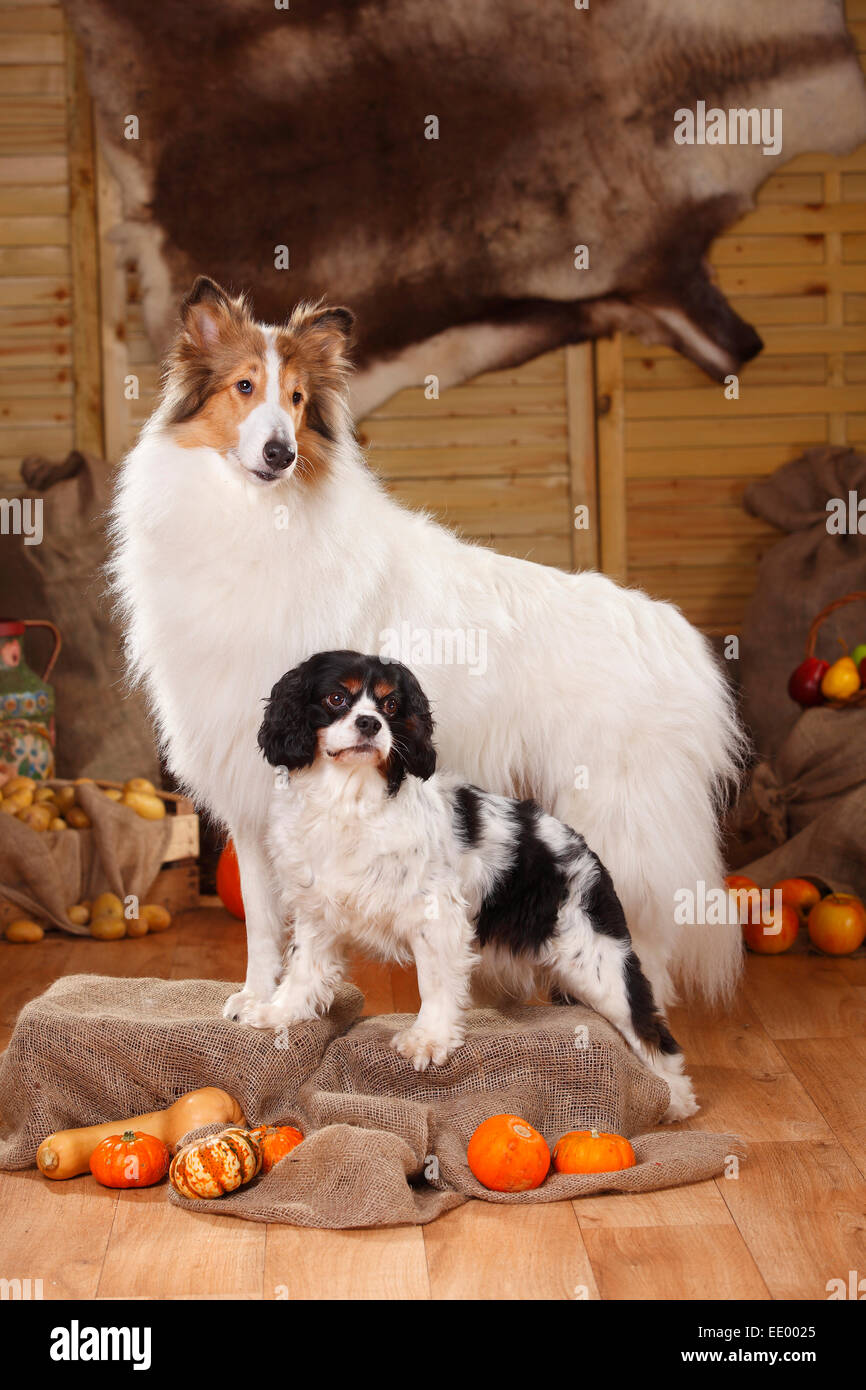 Cavalier King Charles Spaniel, male, tricolour, 10 years old, and ...