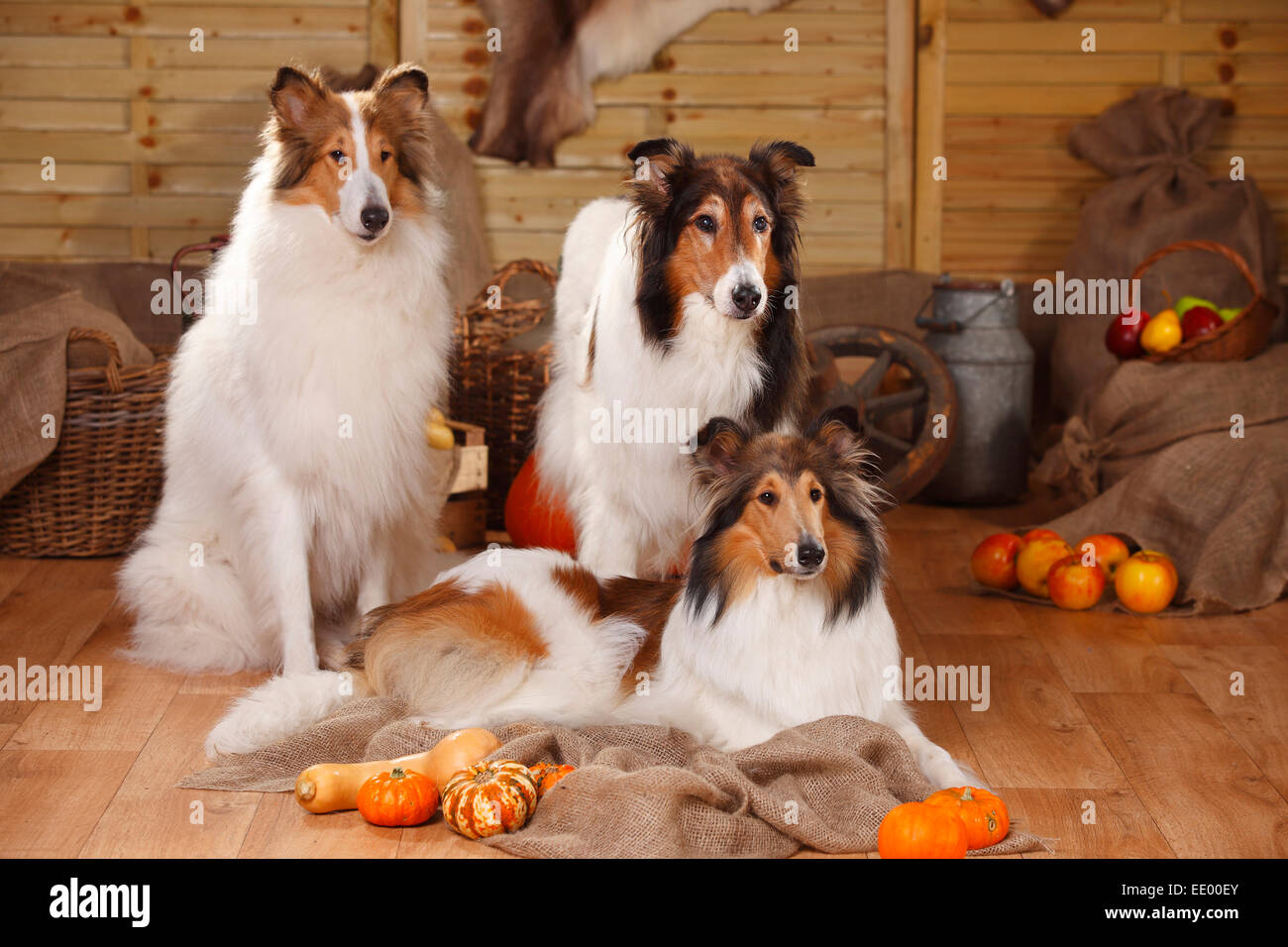American Collies, sable-white|Amerikanische Collies, sable-white Stock ...