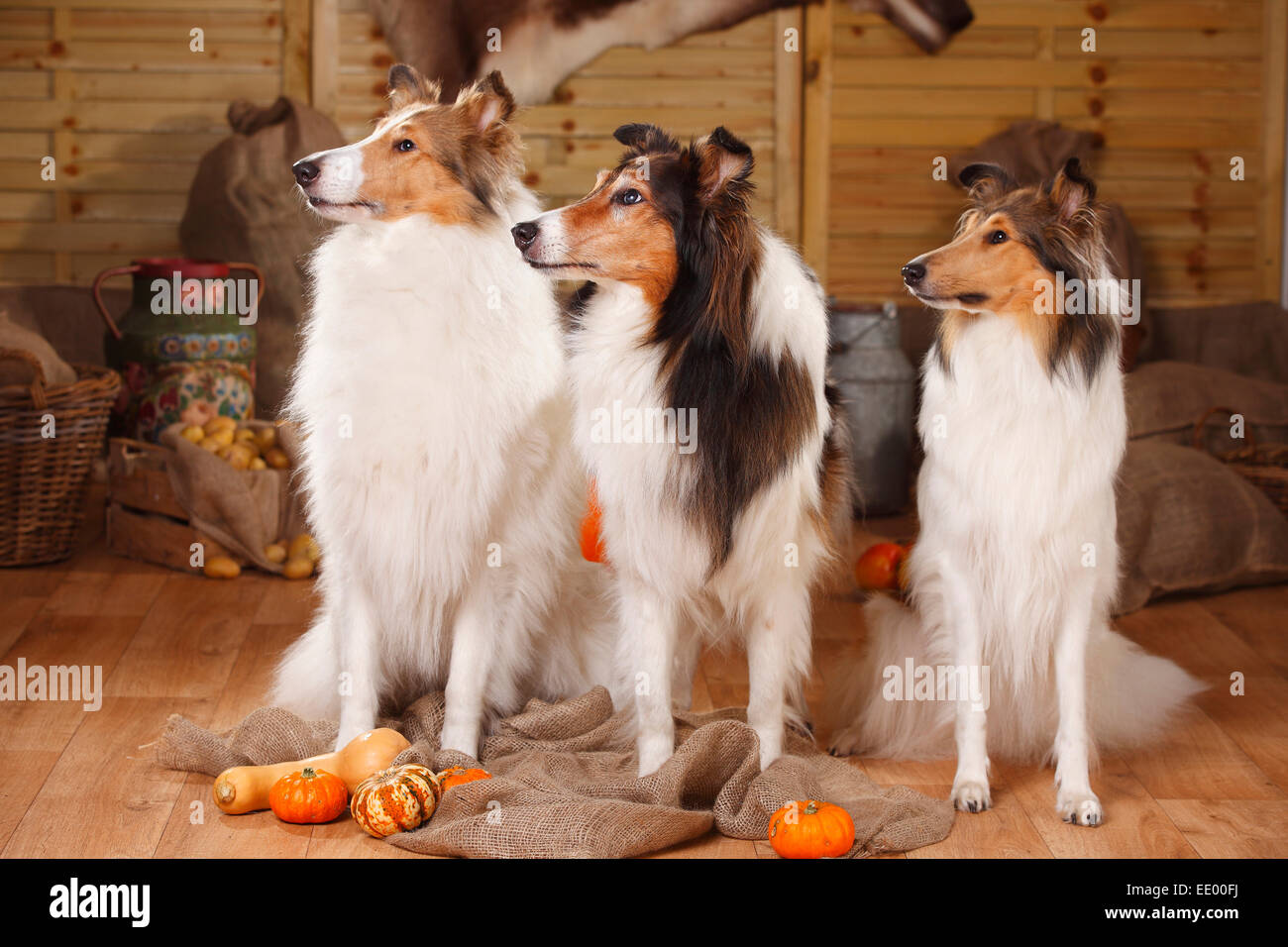 American Collies, sable-white|Amerikanische Collies, sable-white Stock ...