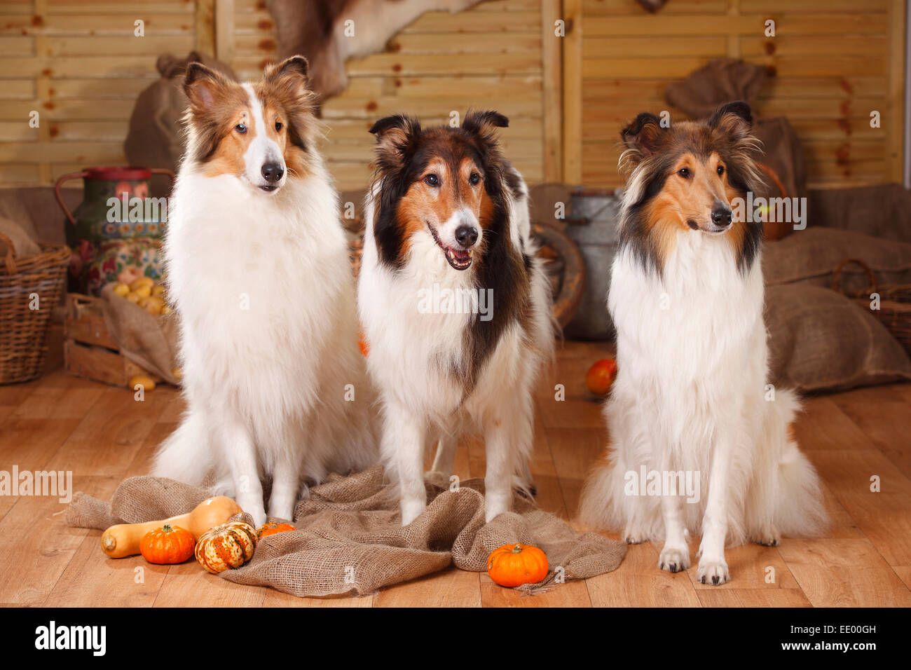 American Collies, sable-white|Amerikanische Collies, sable-white Stock ...