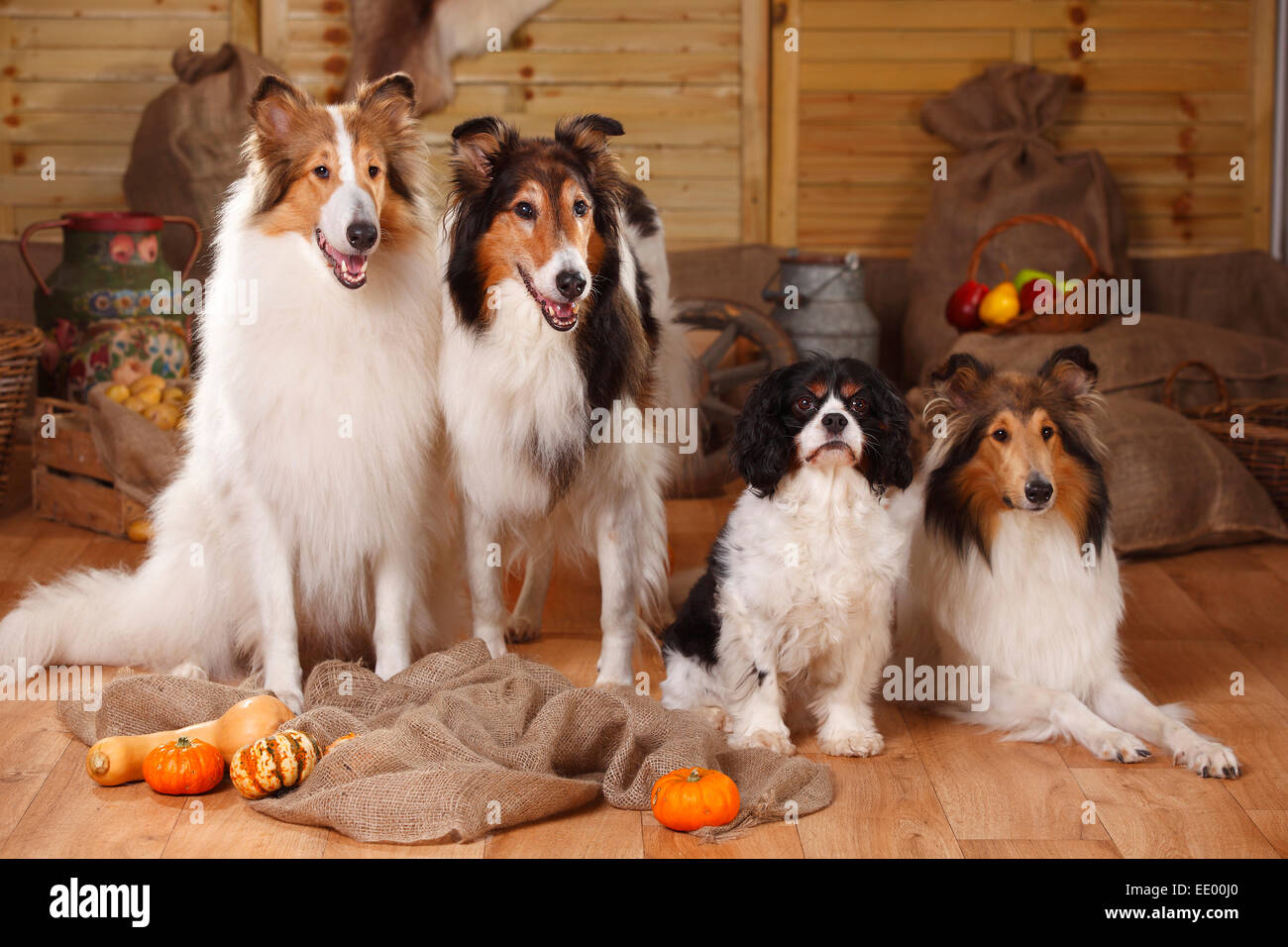 Cavalier King Charles Spaniel, male, tricolour, 10 years old, and ...
