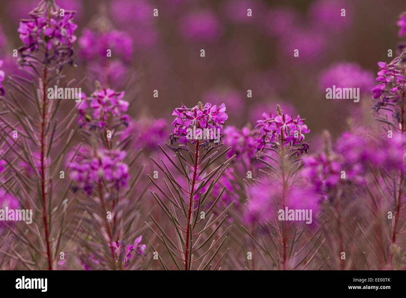 A sea of fireweed Stock Photo - Alamy