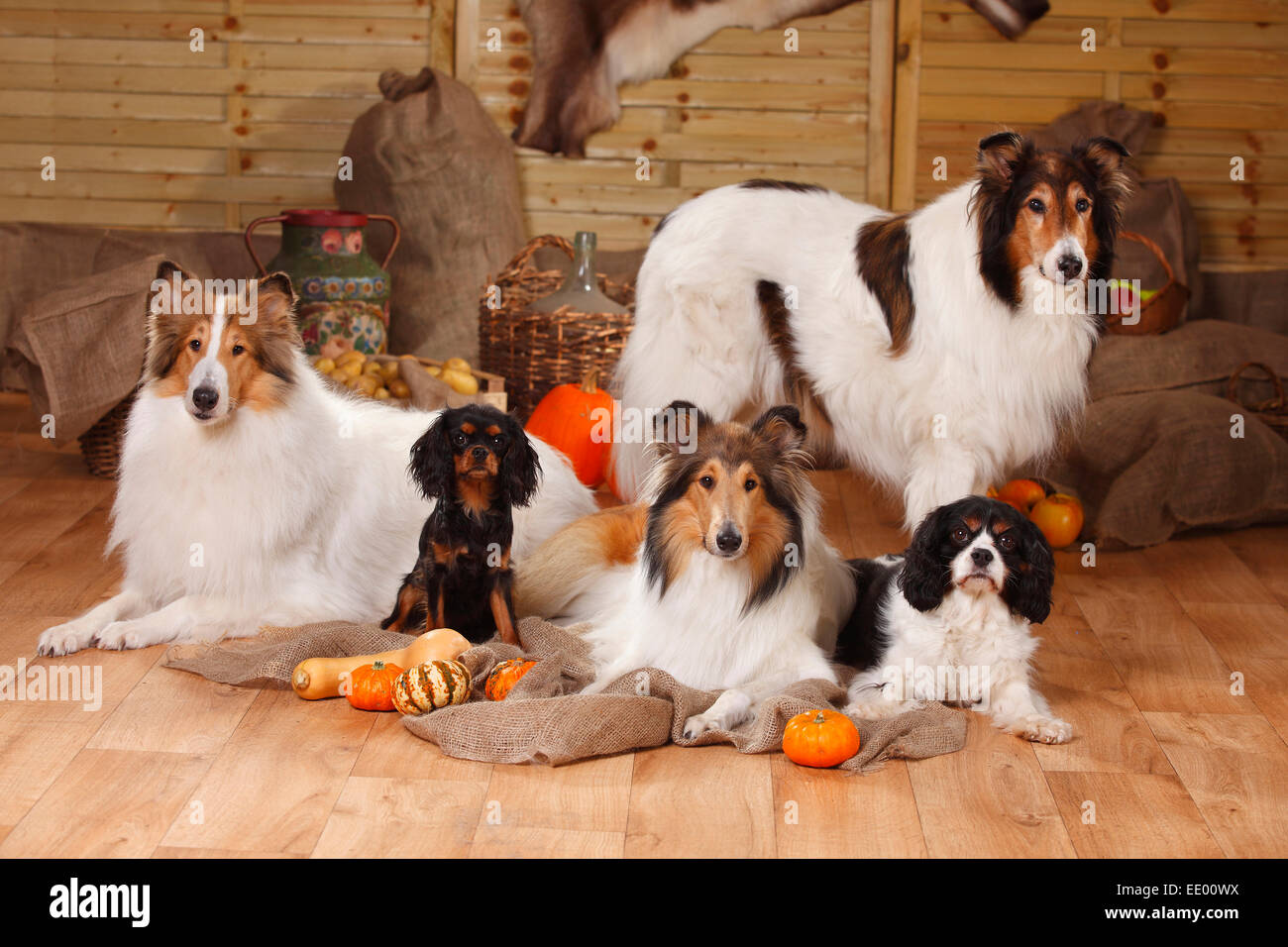 Cavalier King Charles Spaniel, tricolour and black-and-tan, and ...