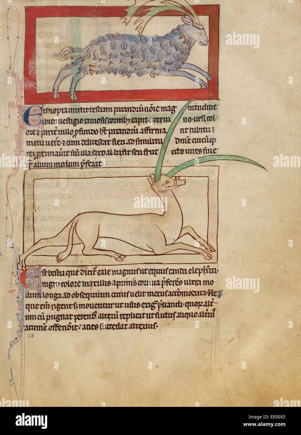 Parandrus hi-res stock photography and images - Alamy