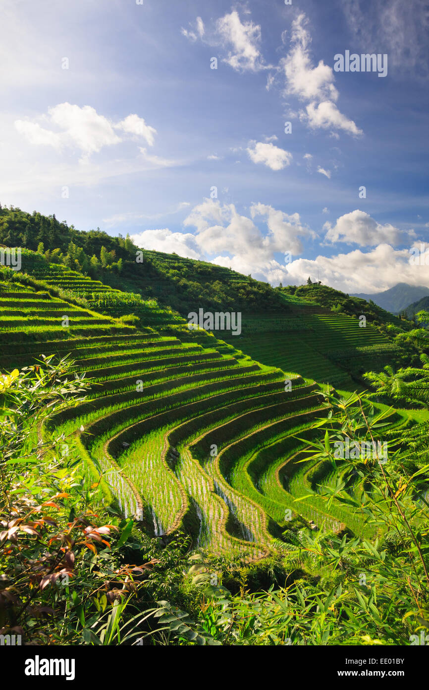 Chinese Terrace Farming