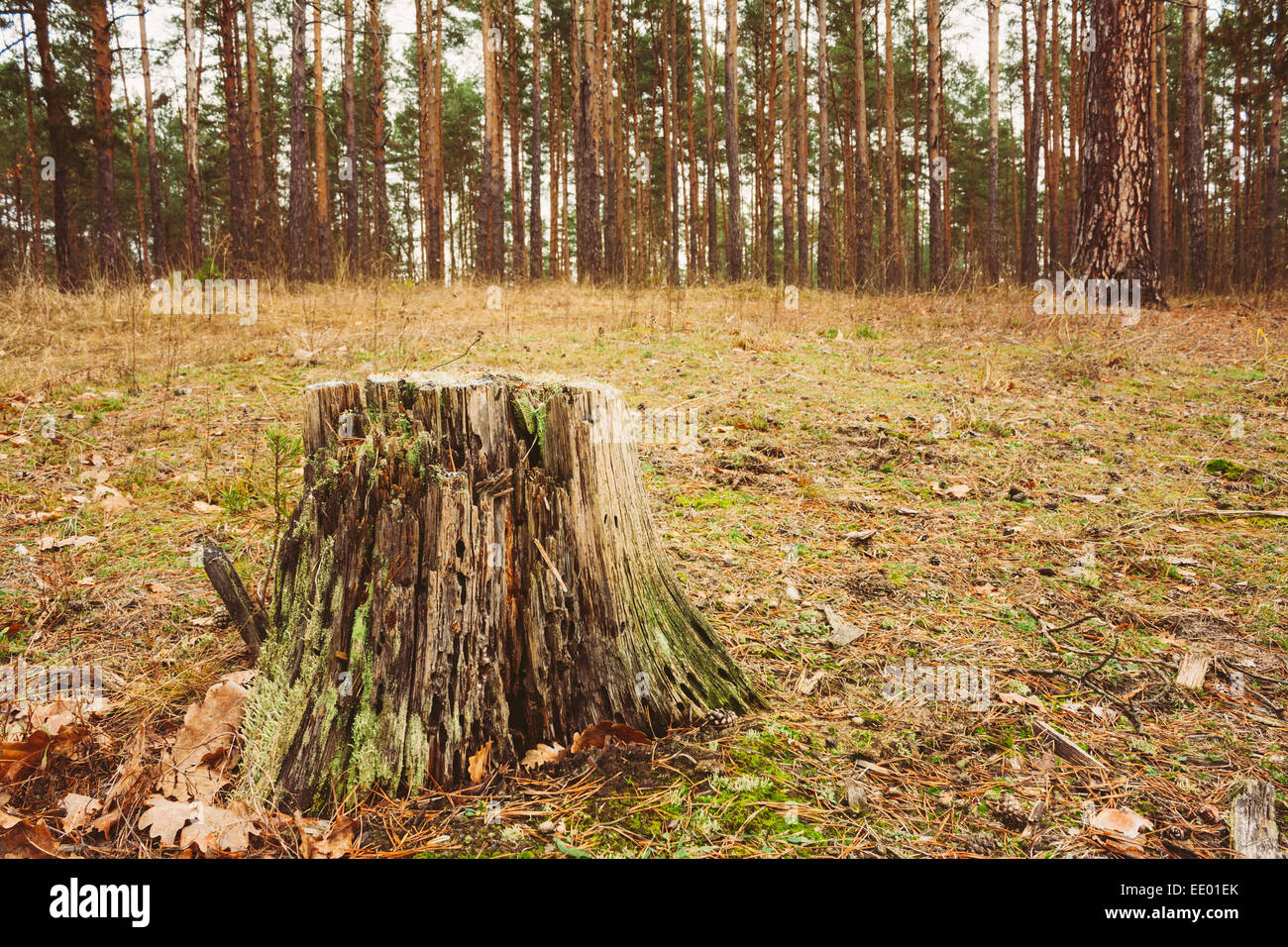 Old tree stump autumn hi-res stock photography and images - Alamy