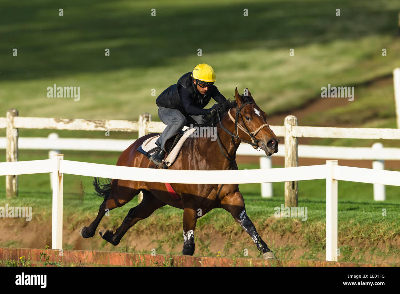 Race horse rider jockey training tracks dawn colors running closeup ...