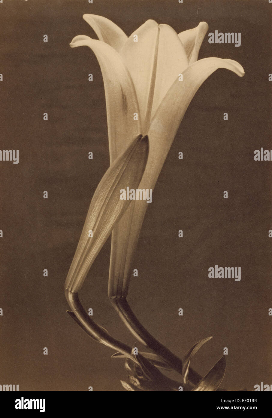 No. 1.; Tina Modotti, American, born Italy, 1896 - 1942; 1925; Platinum ...