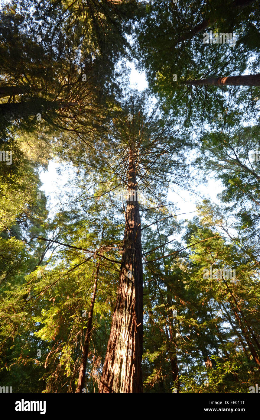 Giant redwood trees seen from below Stock Photo - Alamy