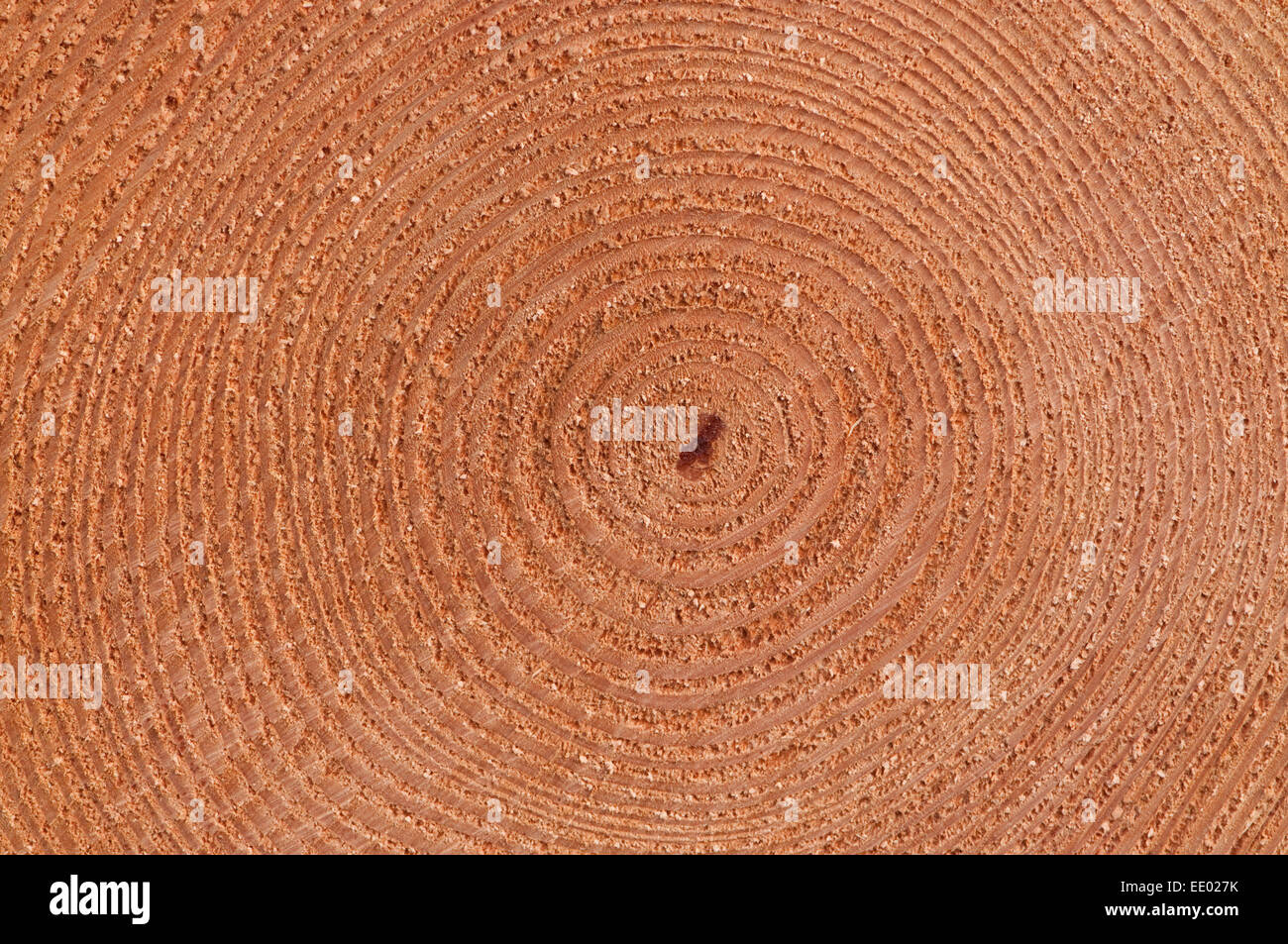 Cross section of tree hi-res stock photography and images - Alamy