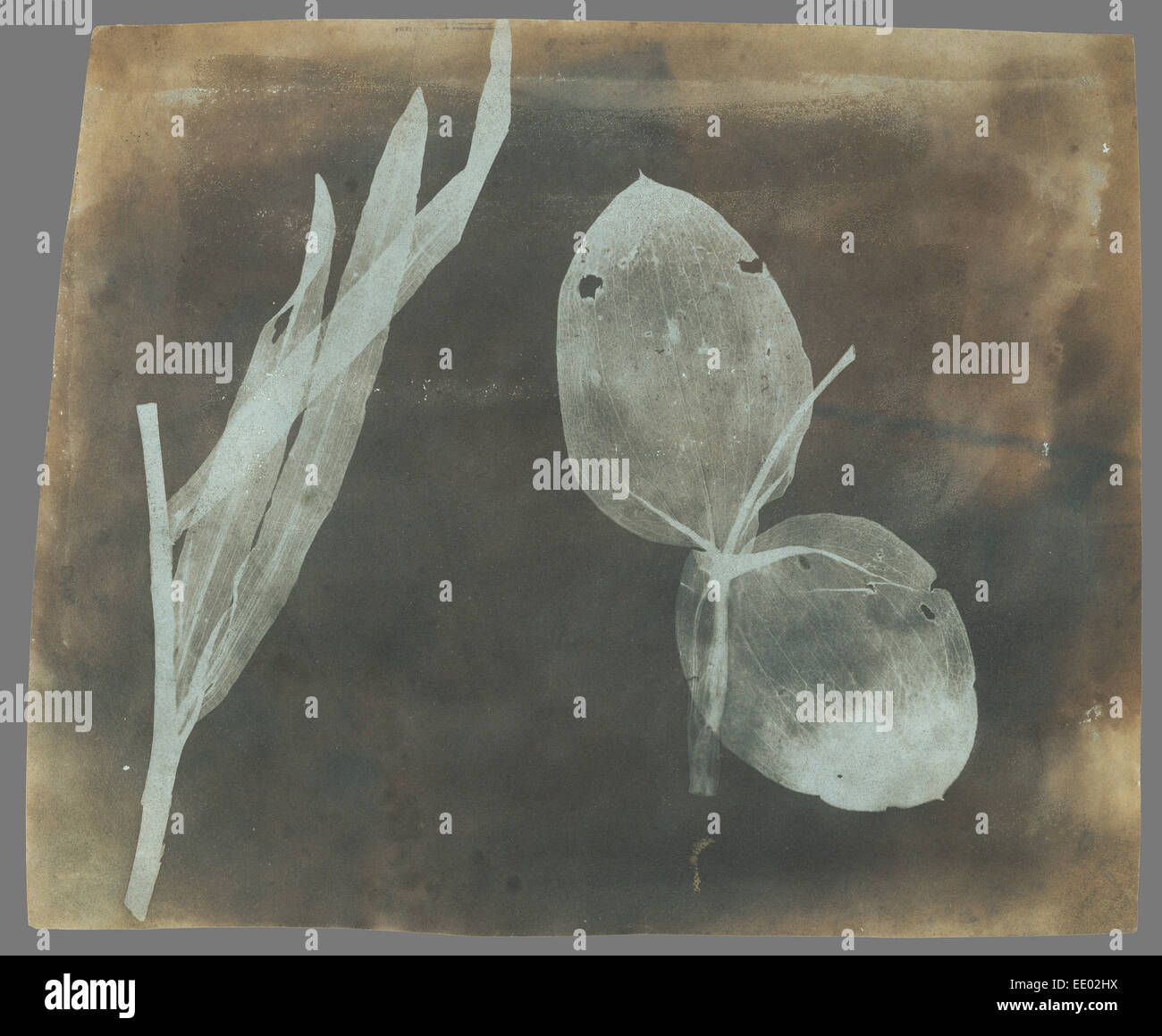 Leaves of Orchidea; William Henry Fox Talbot, British, 1800 - 1877 ...