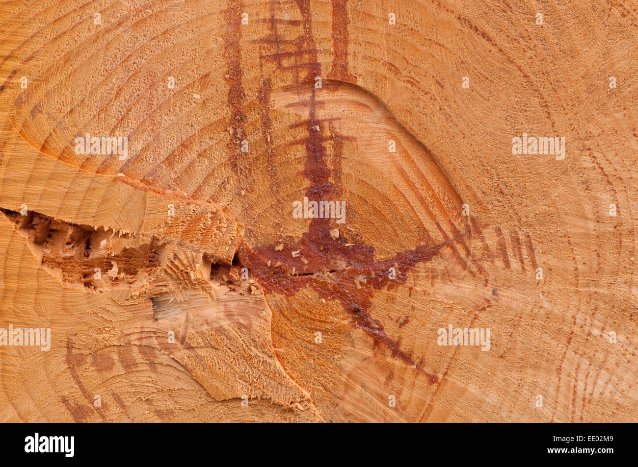 Cross section of tree hi-res stock photography and images - Alamy