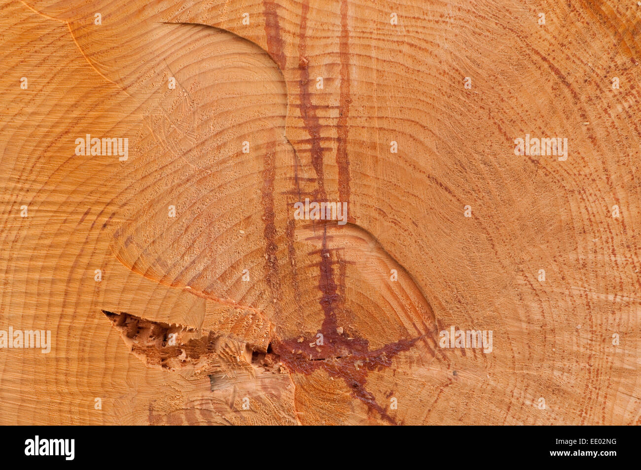 Cross section of a Pine Tree trunk Stock Photo - Alamy