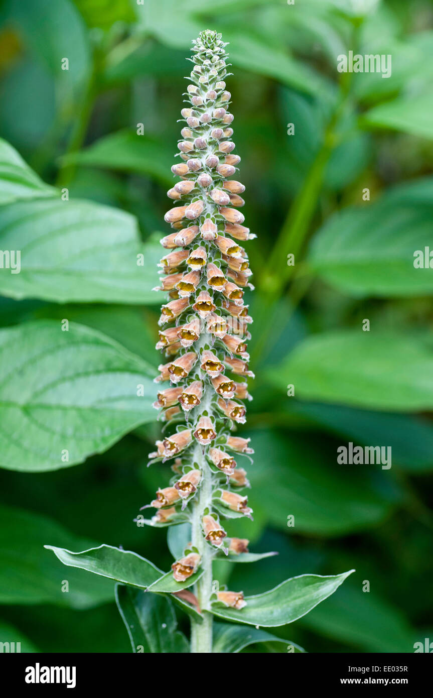 Digitalis parviflora flower spike Stock Photo - Alamy