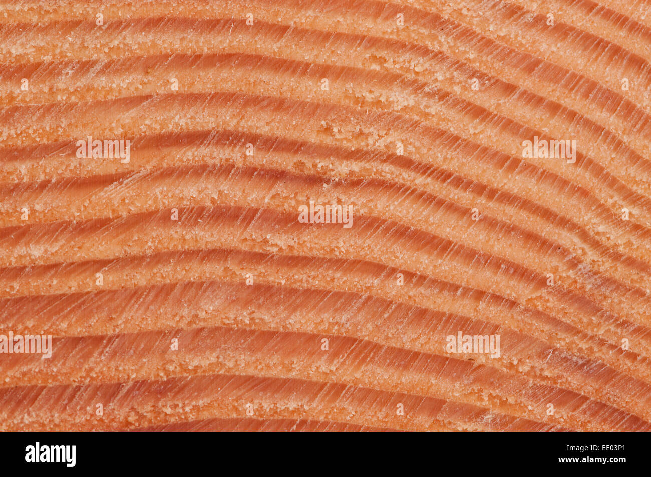 Stump of a Pine Tree after felling showing growth rings Stock Photo - Alamy