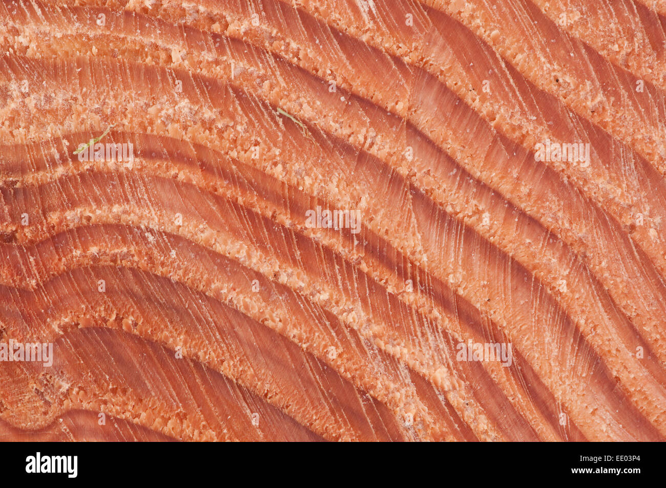 Stump of a Pine Tree after felling showing growth rings Stock Photo - Alamy