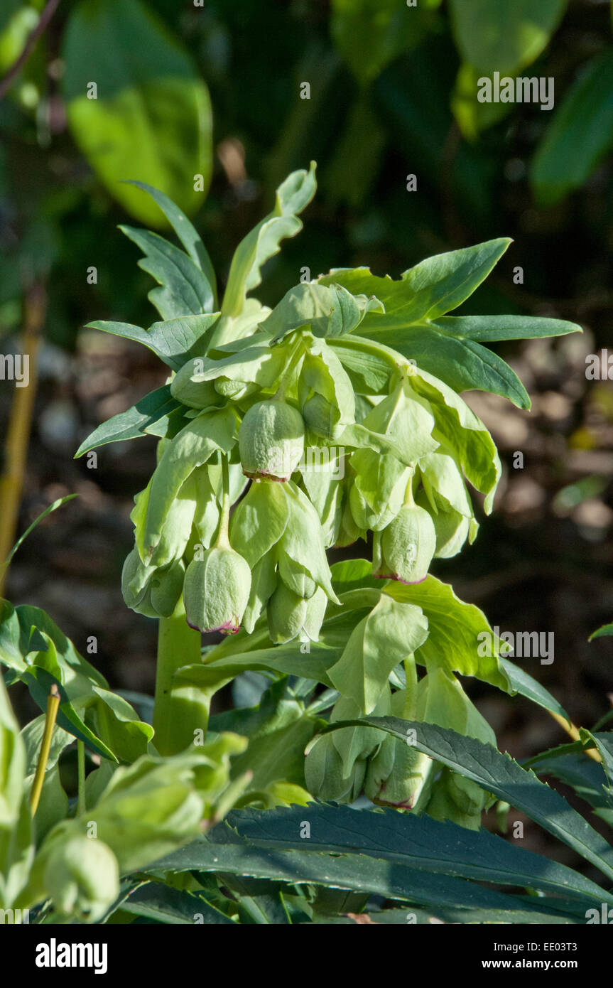Helleborus Foetidus Stock Photos & Helleborus Foetidus Stock Images - Alamy