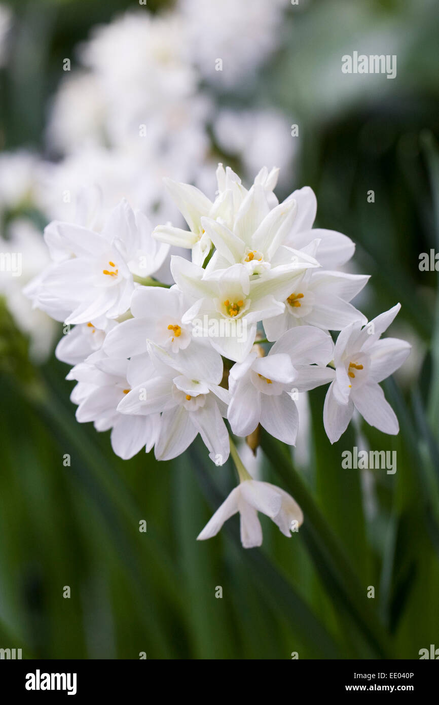 Paperwhite Narcissi growing indoors Stock Photo - Alamy