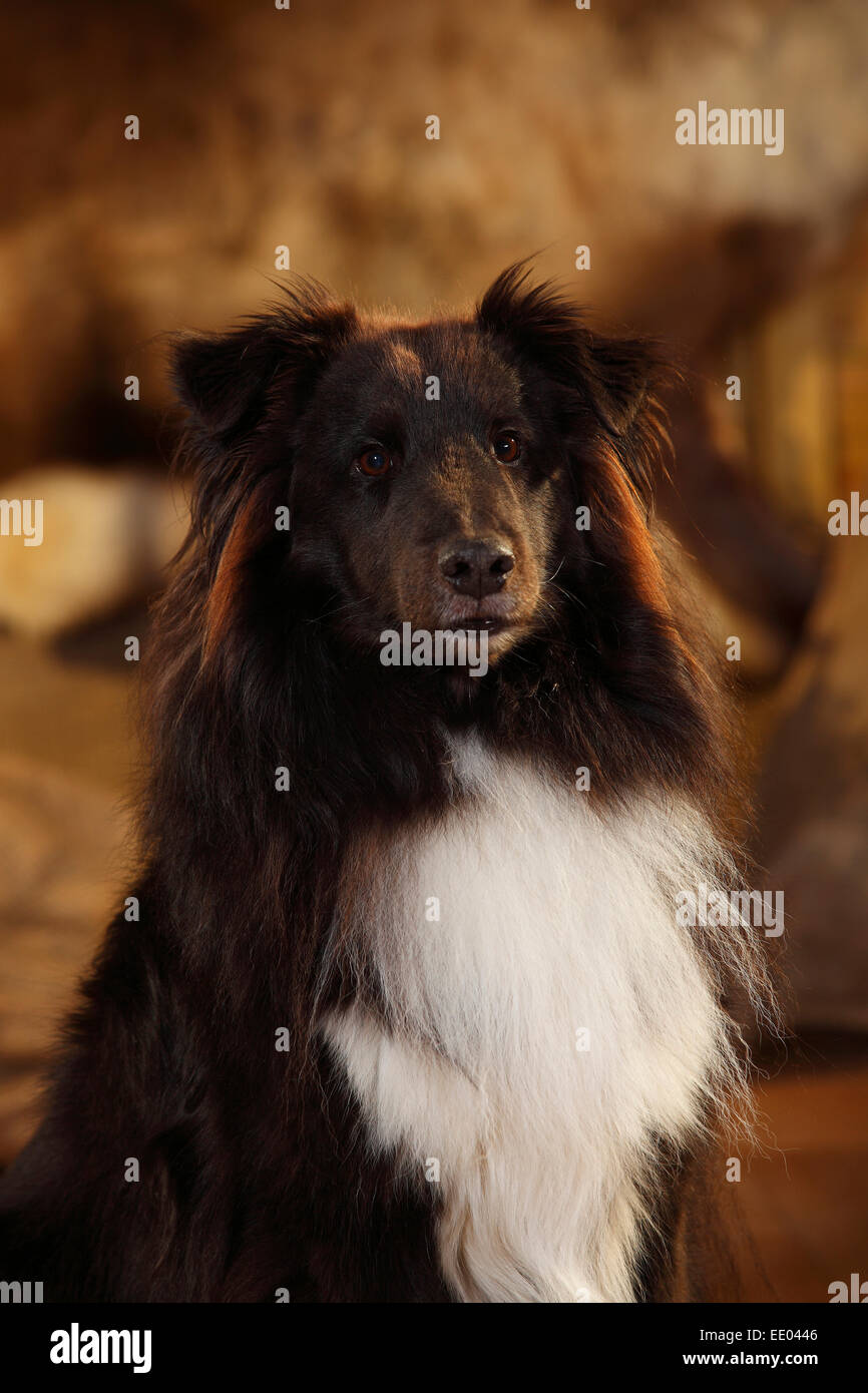 Sheltie years old shetland sheepdog hi-res stock photography and images ...