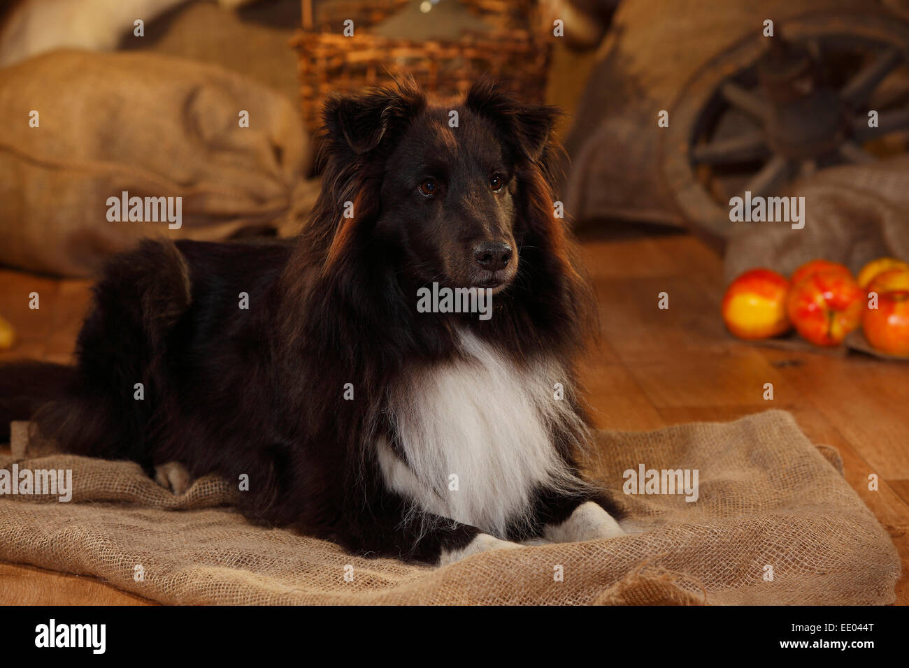 Sheltie years old shetland sheepdog hi-res stock photography and images ...