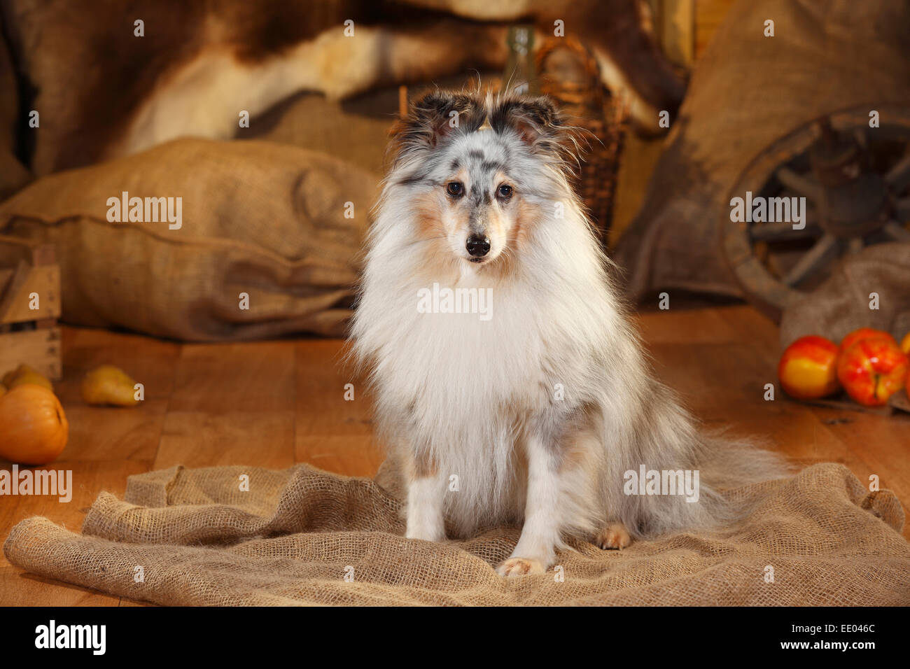 Sheltie, male, blue-merle, 9 years old|Sheltie, Ruede, blue-merle, 9 ...
