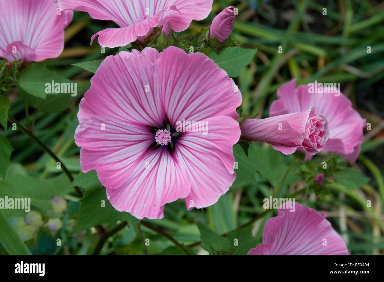 Lavatera 'Silver Cup' flower Stock Photo - Alamy