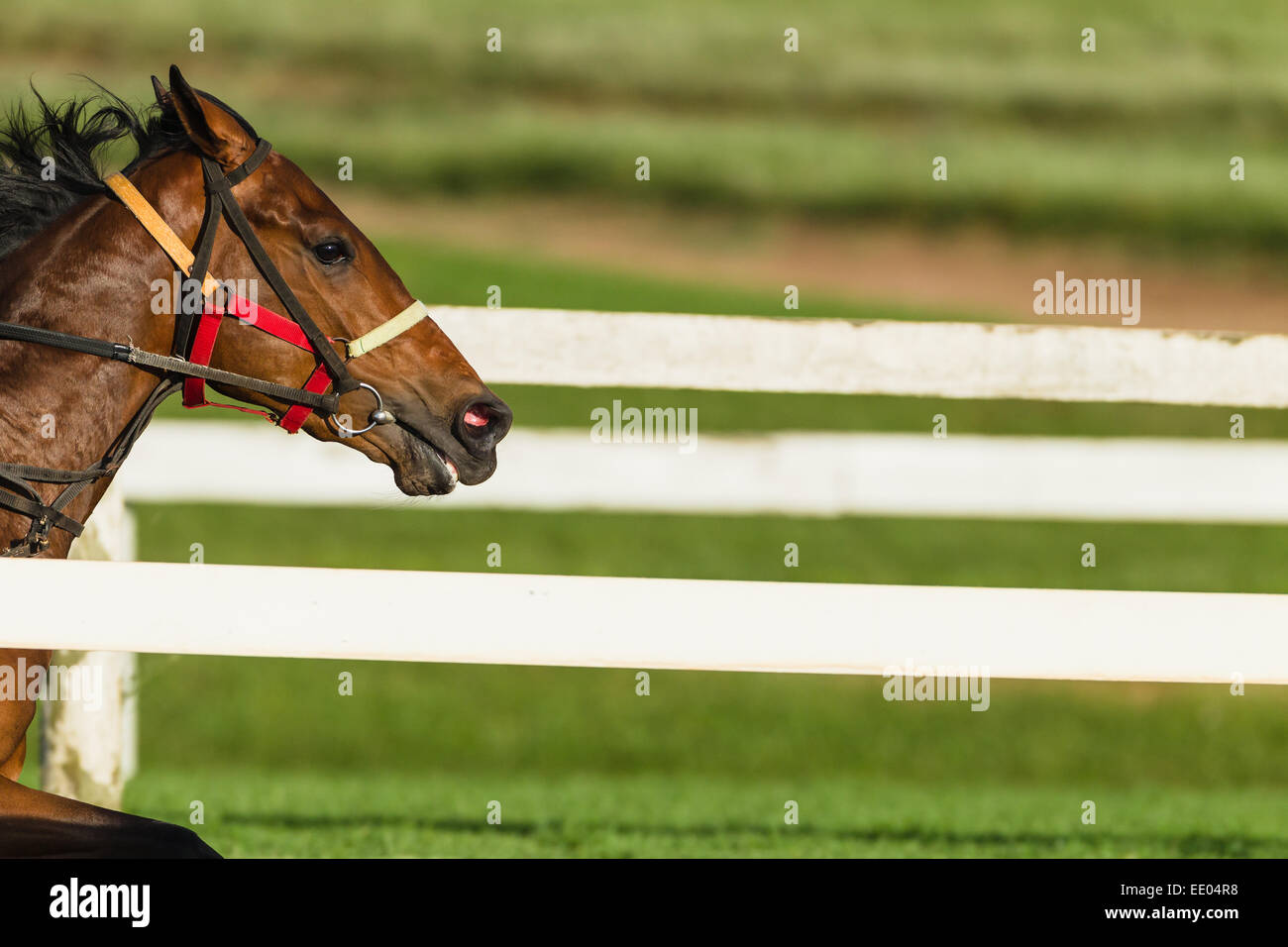 Race horse head closeup photo action training running track Stock Photo ...