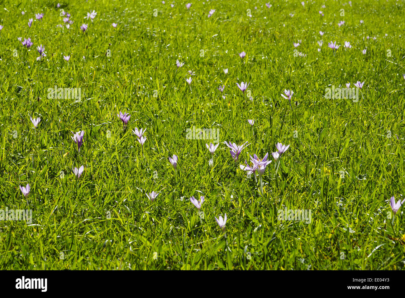 Blühende Herbstzeitlosen in einer Wiese (Colchicum autumnale ...