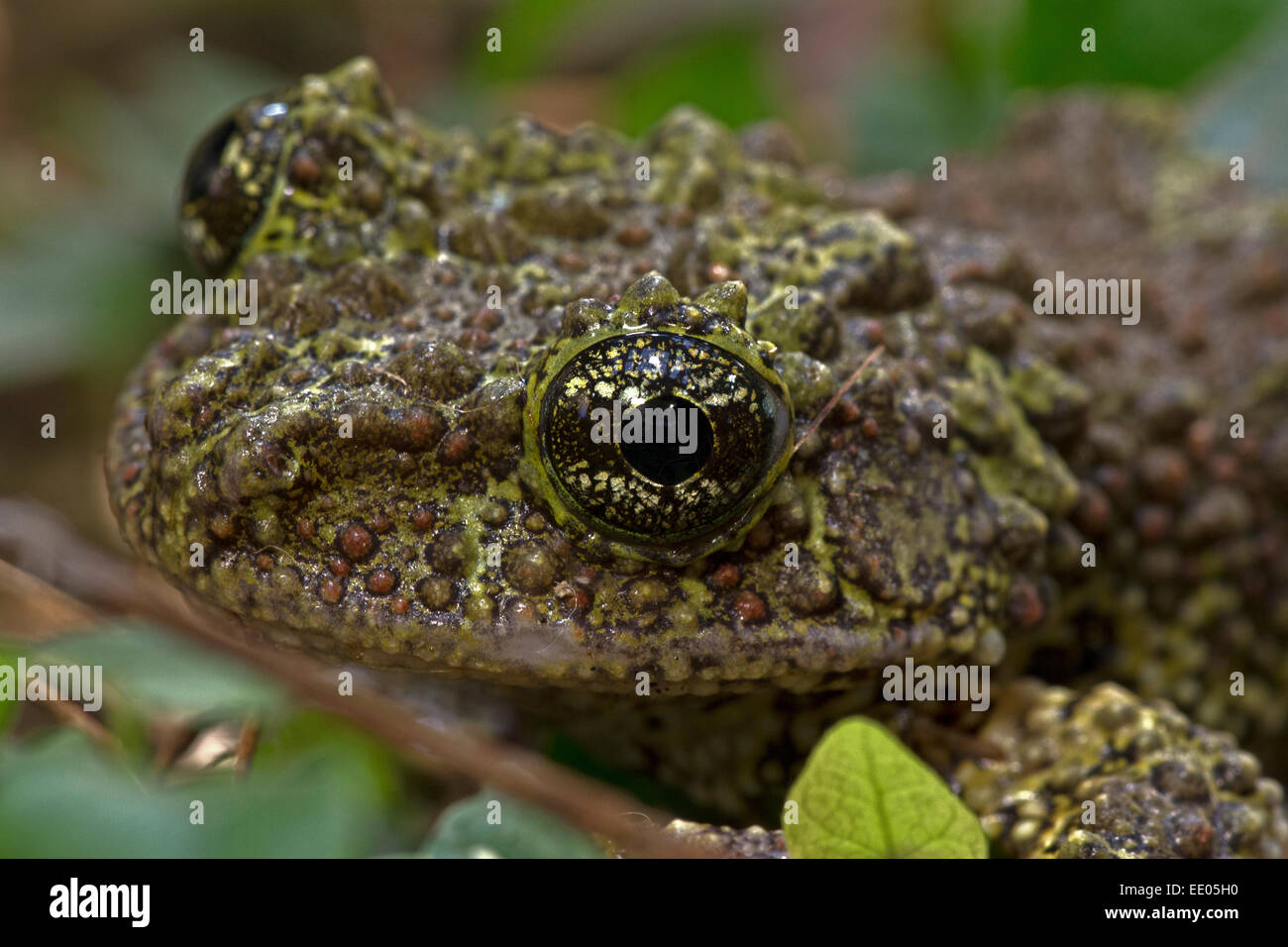 Mossy Frog, Vietnamese Mossy Frog, or Tonkin Bug-eyed Frog (Theloderma ...