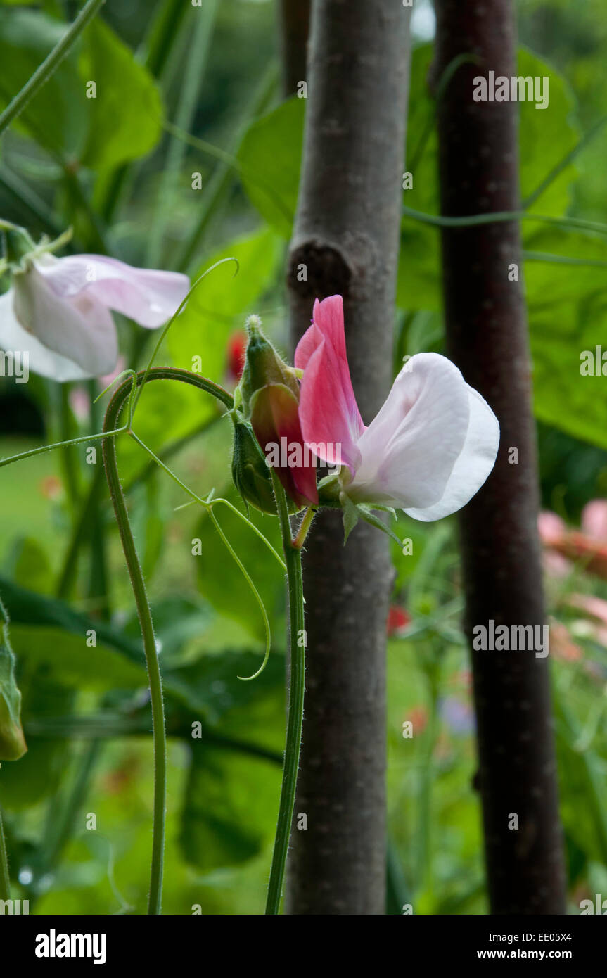 Heritage sweet pea 'Painted Lady' flower Stock Photo - Alamy