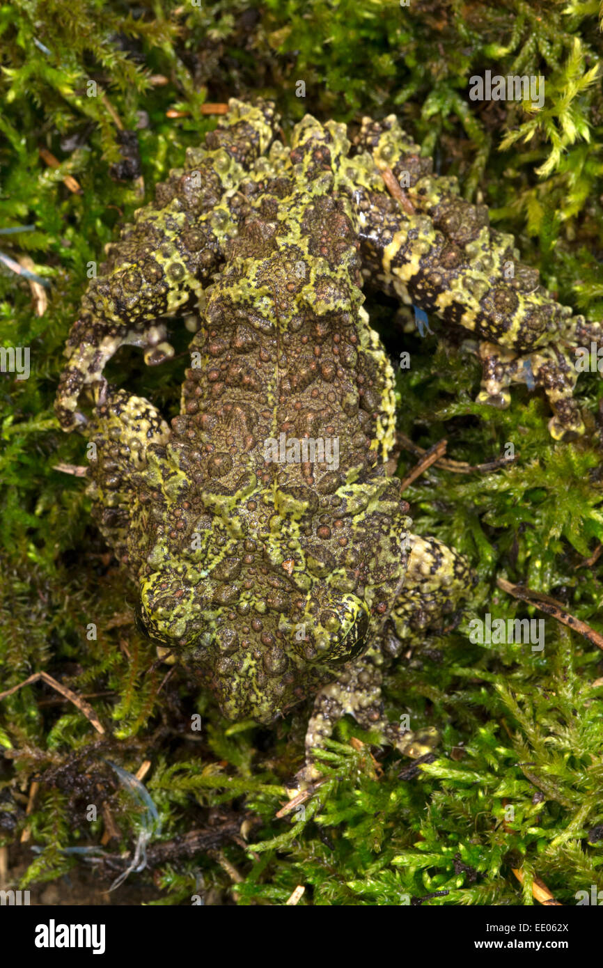 Vietnamese moss frog hi-res stock photography and images - Alamy