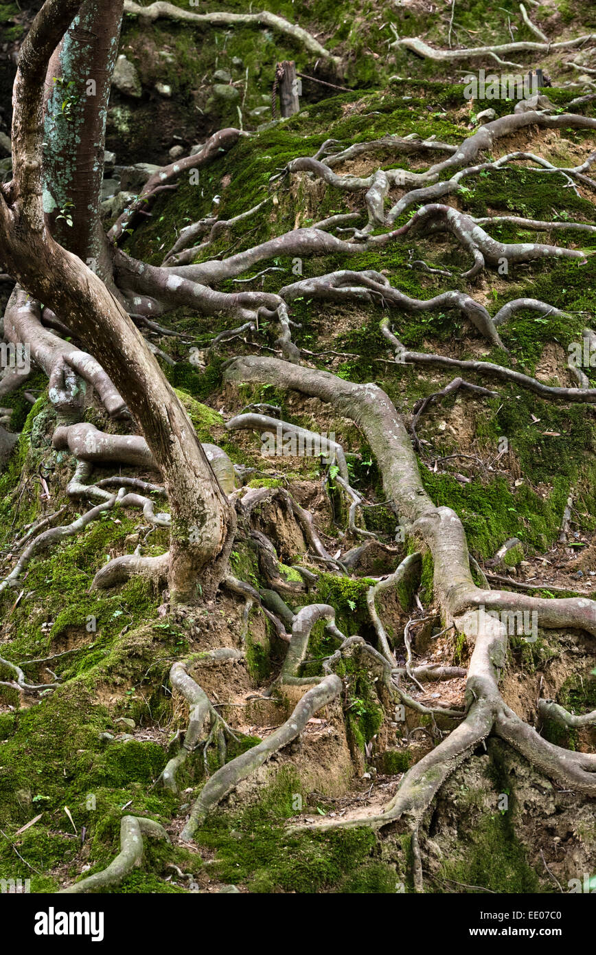 Saiho-ji zen temple (Koke-dera, the Moss Temple), Kyoto, Japan. Exposed ...