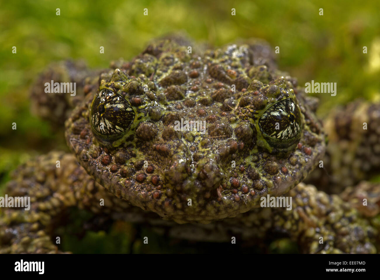 Mossy Frog, Vietnamese Mossy Frog, or Tonkin Bug-eyed Frog (Theloderma ...