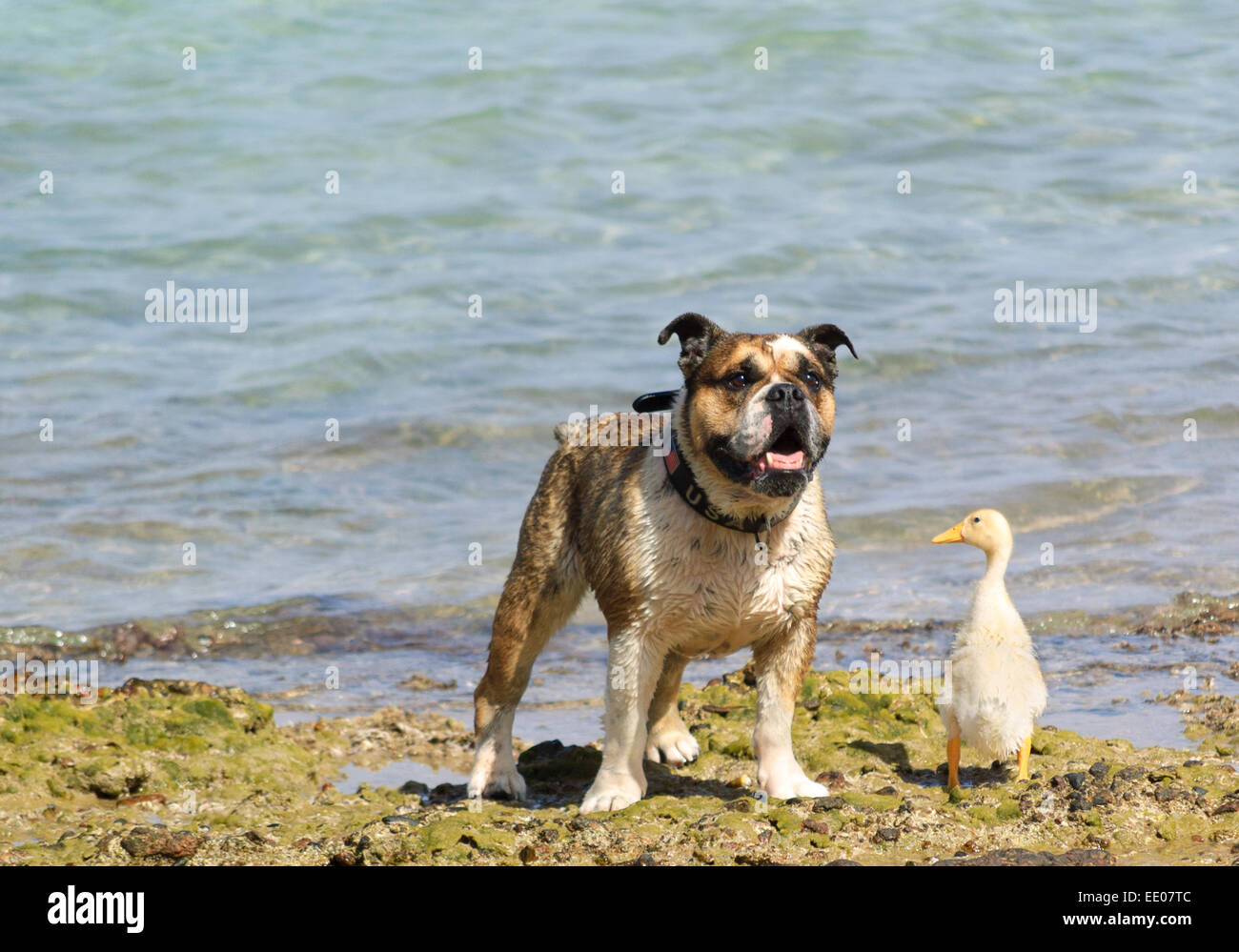 a dog and a duck playing together on beach Stock Photo - Alamy