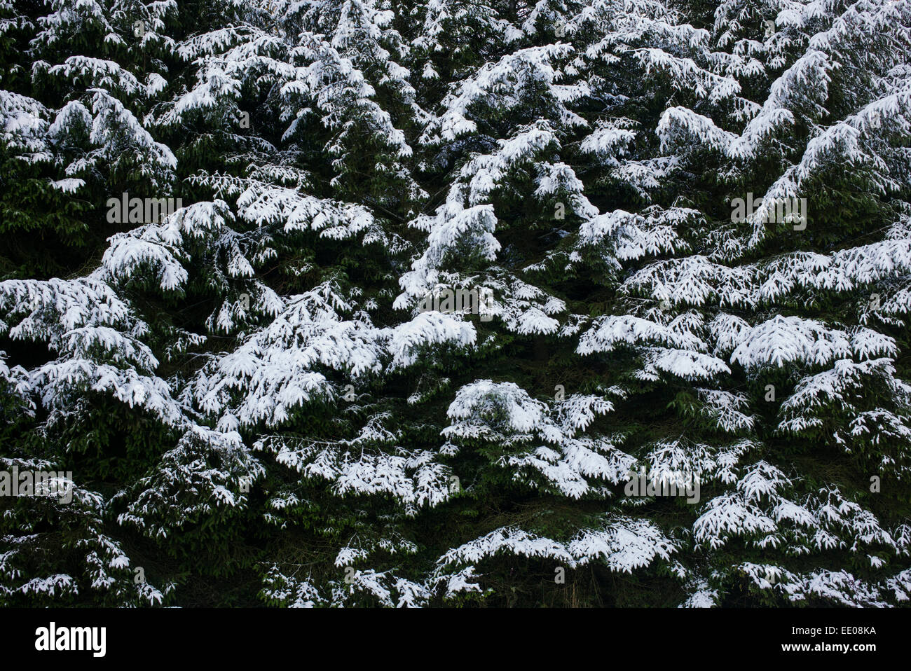 Snow covered pine trees in Scotland Stock Photo - Alamy
