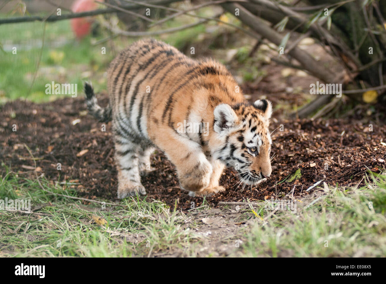rare Amur tiger cub Stock Photo - Alamy