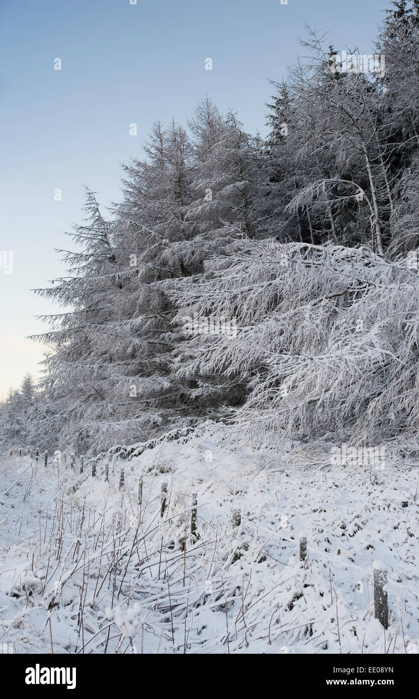 Snow covered trees in Scotland Stock Photo - Alamy