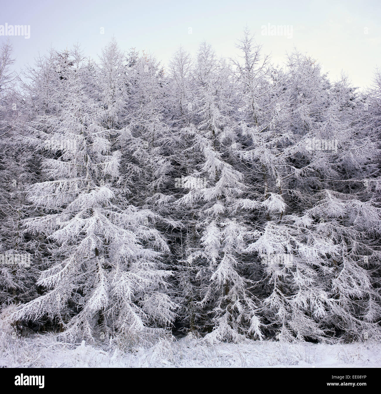 Evergreen trees snow close up hi-res stock photography and images - Alamy