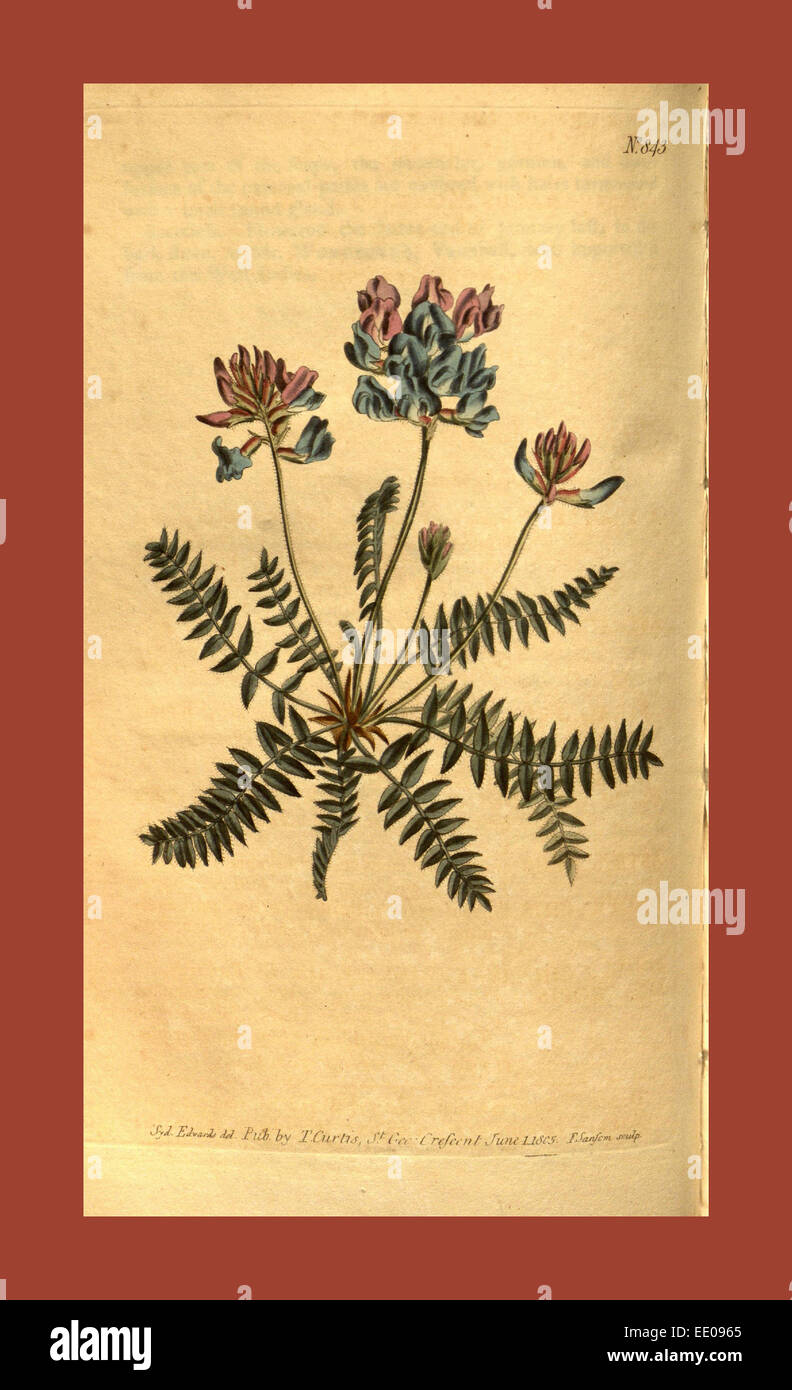 Botanical print by Sydenham Teast Edwards 1768 – 1819, Sydenham Edwards ...