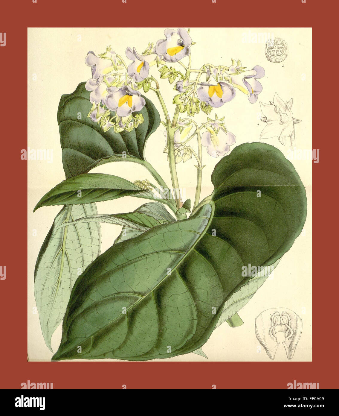 19th century botanical colour print. Botanical illustration. Form ...