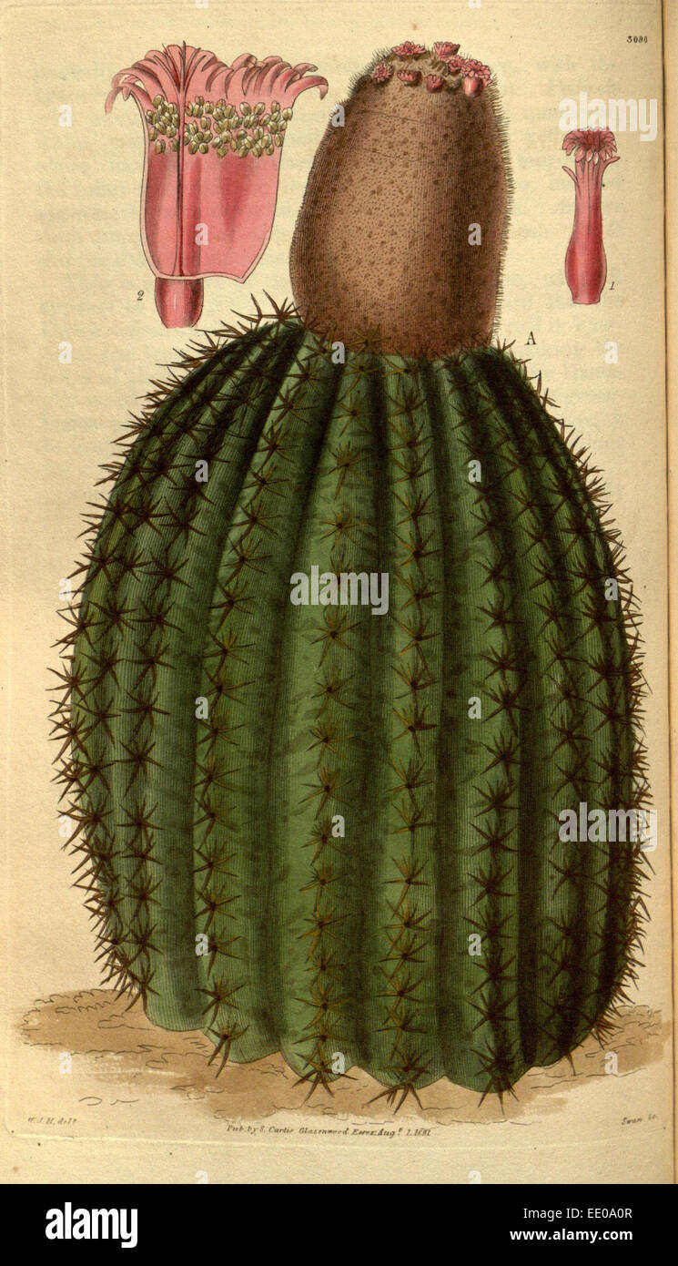 Botanical print by Sir William Jackson Hooker, FRS, 1785 – 1865 ...