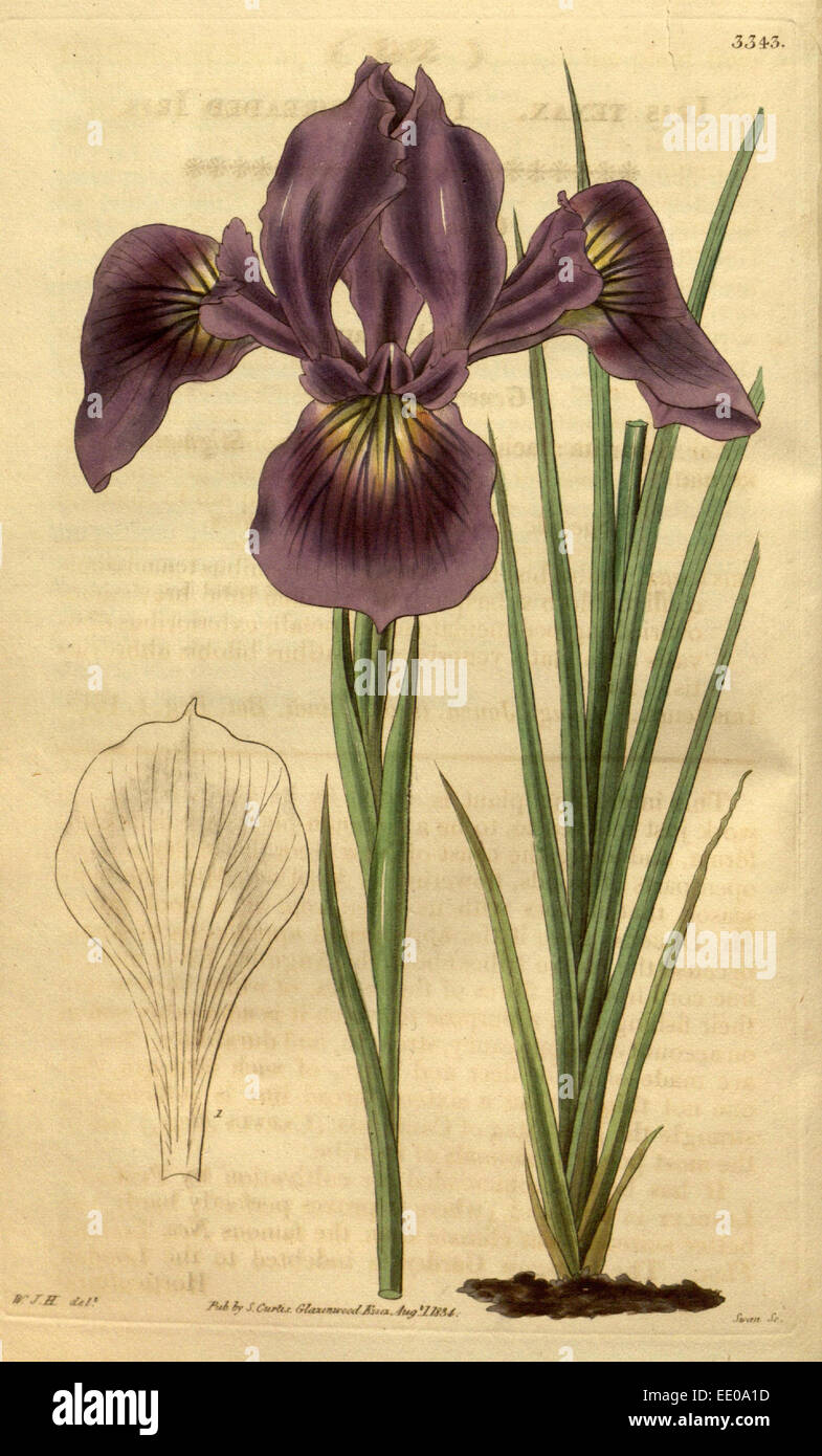 Botanical print by Sir William Jackson Hooker, FRS, 1785 – 1865 ...