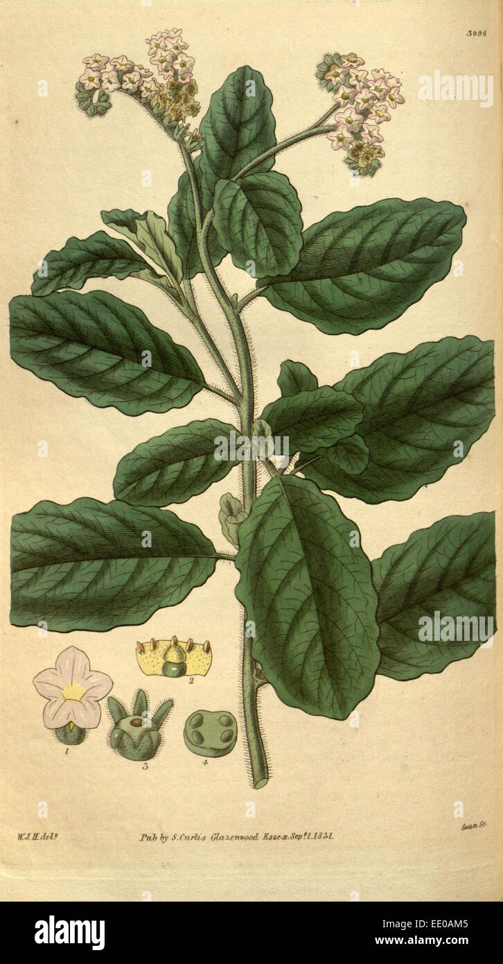 Botanical print by Sir William Jackson Hooker, FRS, 1785 – 1865 ...