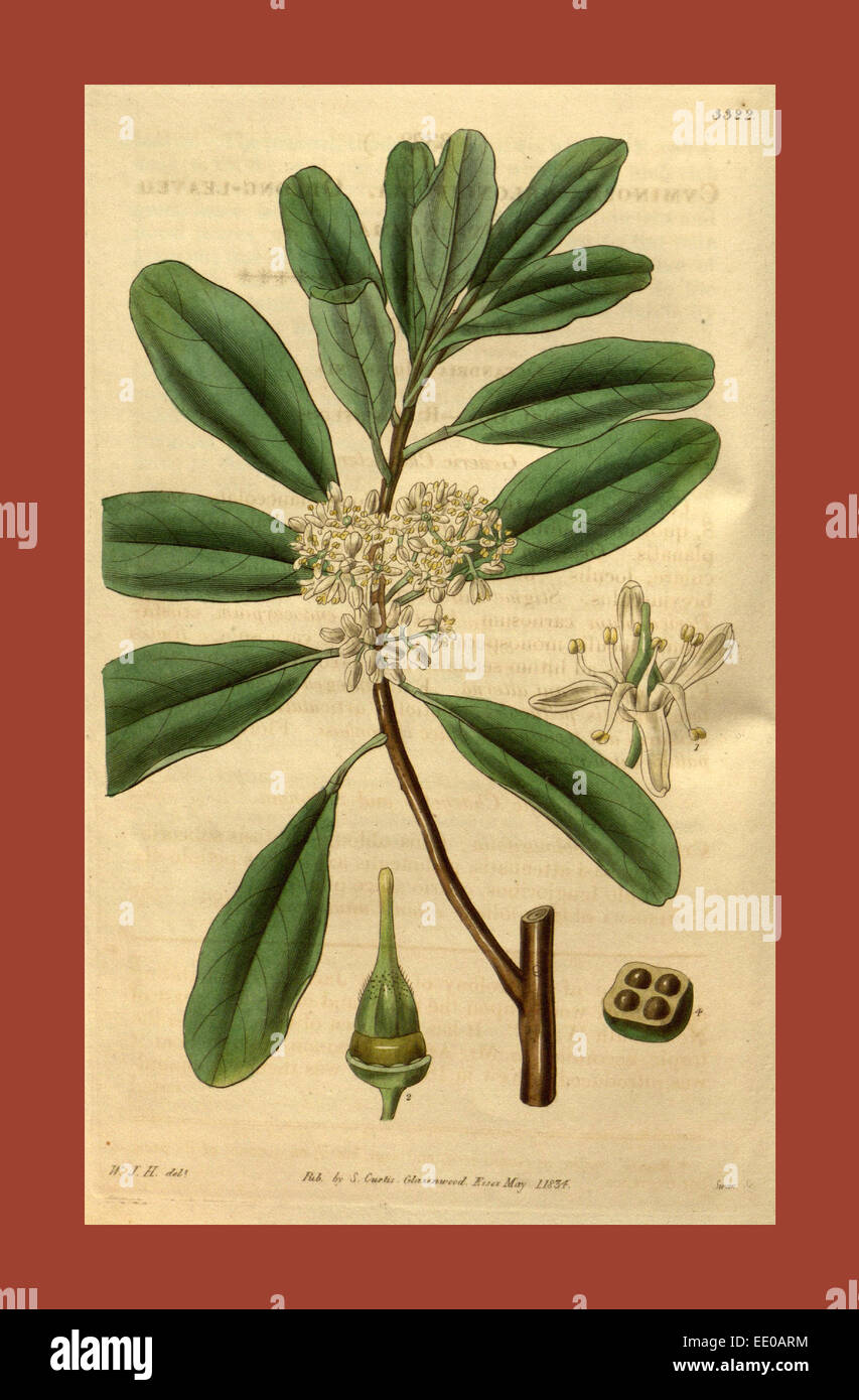 Botanical print by Sir William Jackson Hooker, FRS, 1785 – 1865 ...