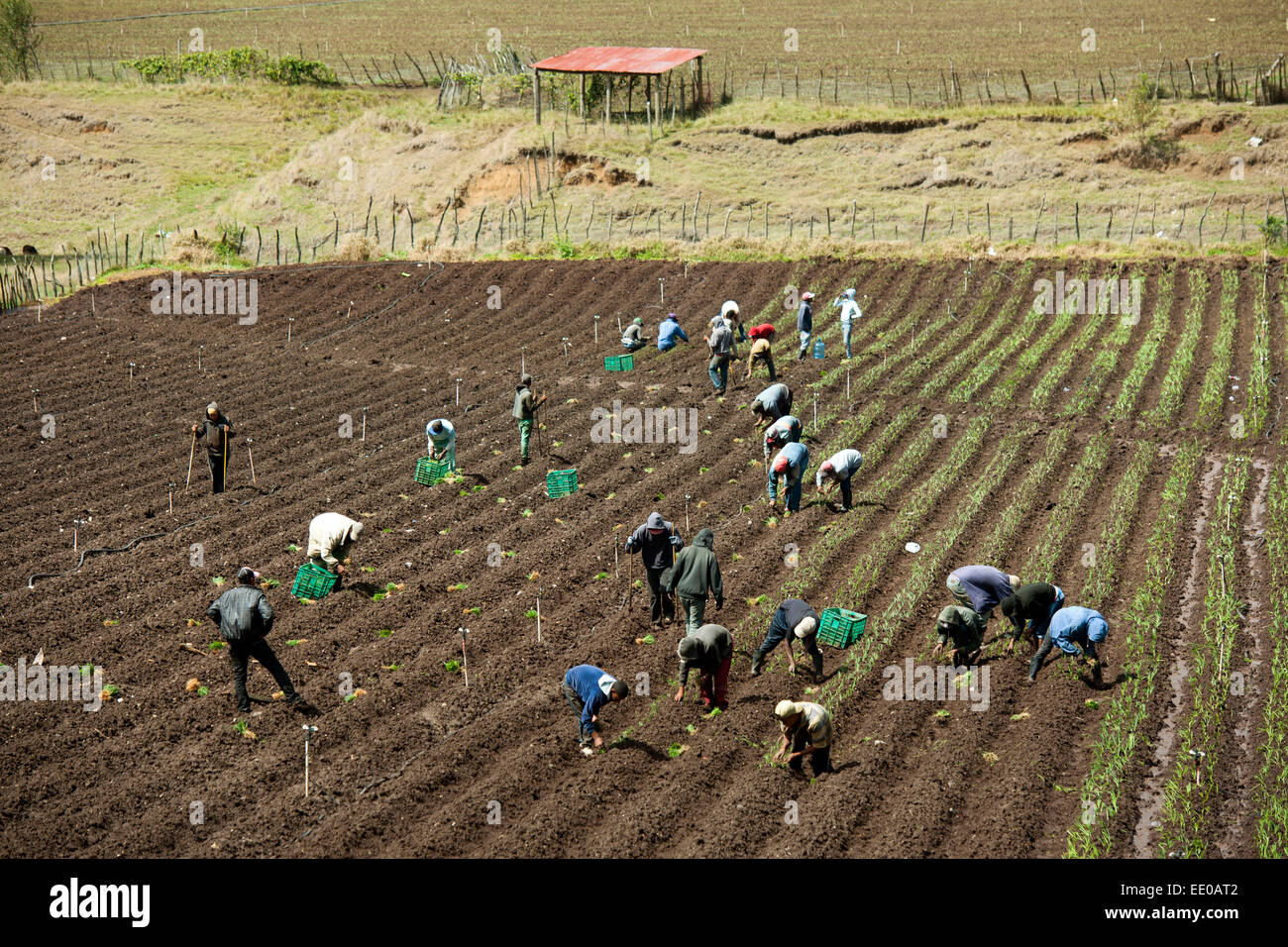 Dominican republic people agriculture hi-res stock photography and ...