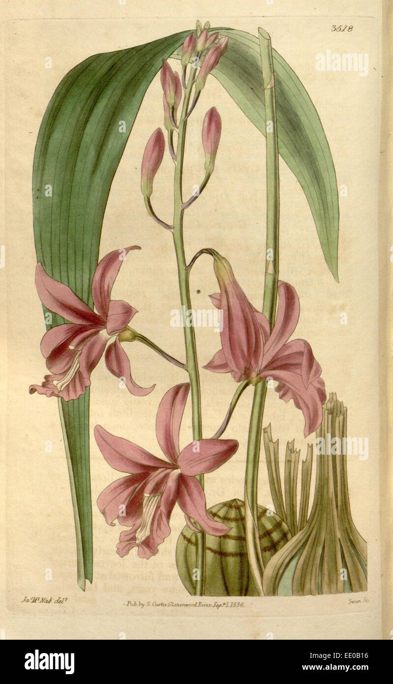 19th century botanical colour print. Botanical illustration. Form ...