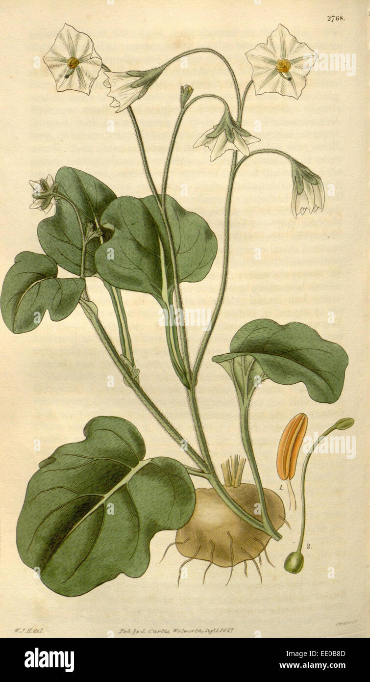 Botanical print by Sir William Jackson Hooker, FRS, 1785 – 1865 ...