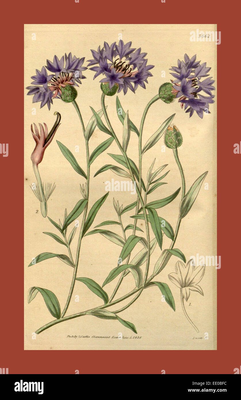 Flowers plants antique historical very rare Nature very collectable art ...